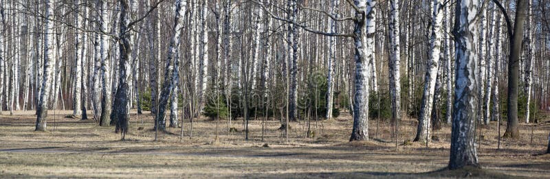 Bare Birch Tree Trunks Panorama Stock Photo - Image of background ...