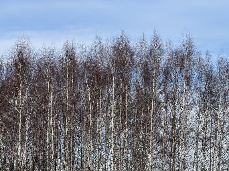 Bare Birch Trees Against a Clear Blue Sky Stock Image - Image of leaf ...