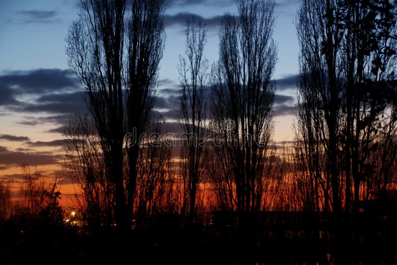 Bare, Black Tree Trunks at Sunset, Lights of Lanterns Behind Them, a ...