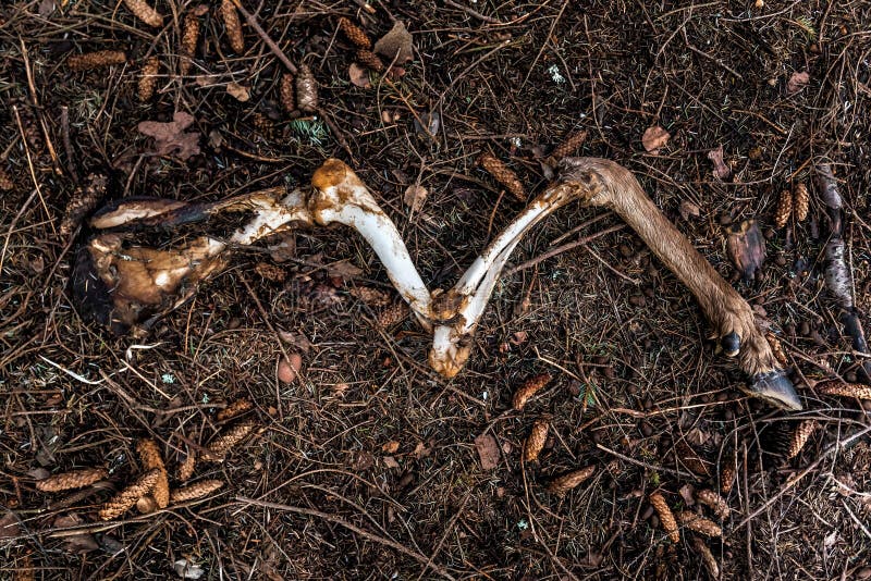 Bare bones of a deer leg stock photo. Image of hunting - 206745840