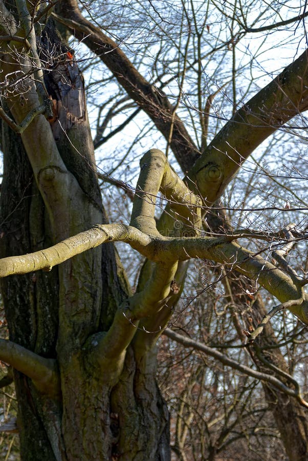 Bare boughs of trees. stock image. Image of bare, frost - 214351529