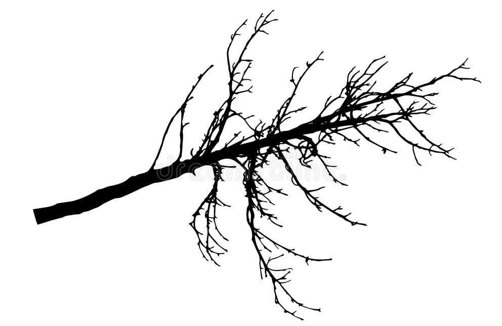 Bare Branch of Chestnut Tree Silhouette. Vector Illustration Stock ...
