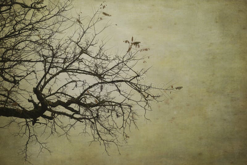 Bare Branch with Overlaid Texture Stock Photo - Image of bare, foggy ...