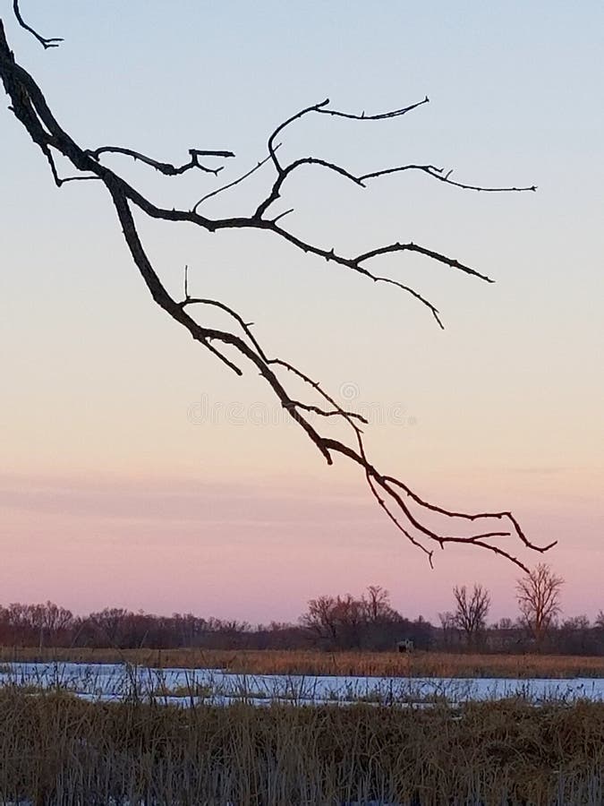 Bare Branch stock image. Image of branch, bare, walking - 138234917
