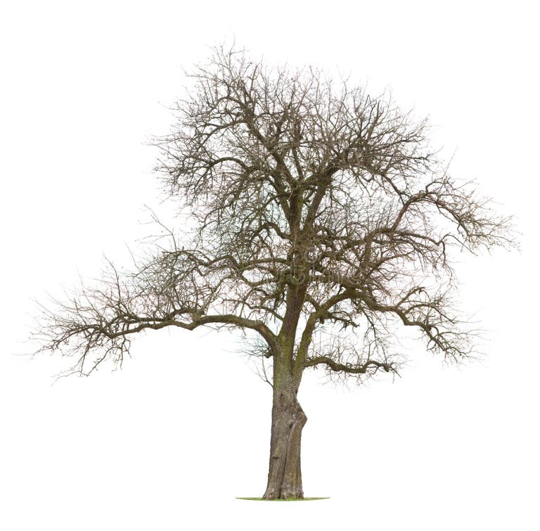 Bare branched apple tree stock photo. Image of branches - 8824754