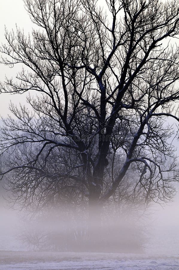Bare branched tree stock photo. Image of wintry, details - 7939194