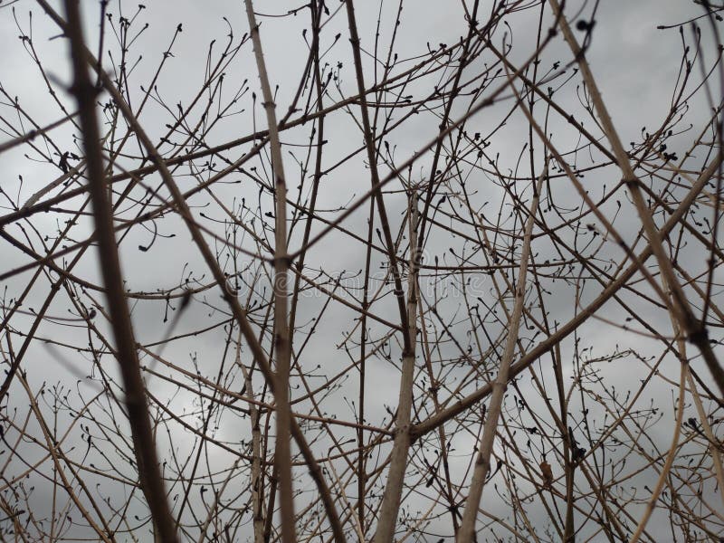 Bare Branches Abstract Backdrop Template Stock Photo - Image of plant ...