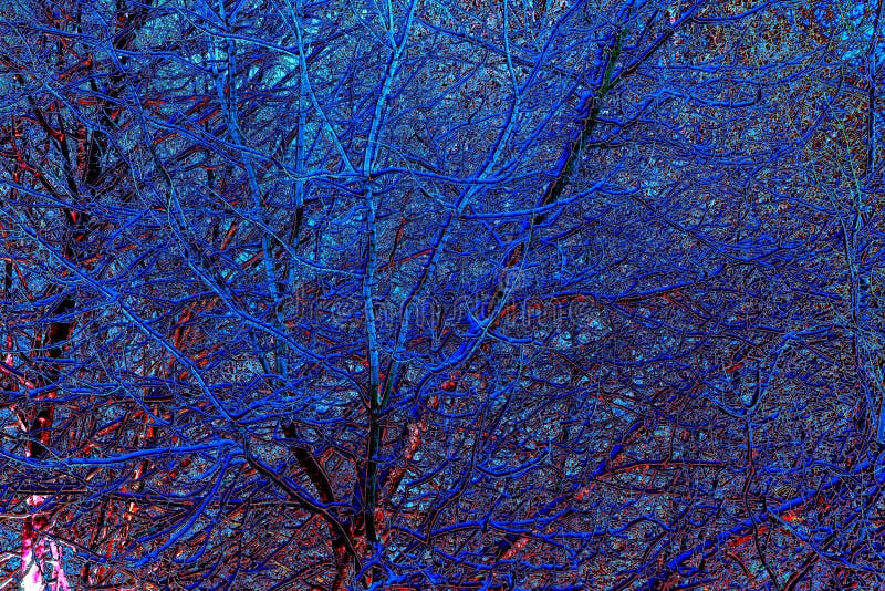 Bare Branches of Bushes Covered with First Snow, Changed Color Scheme ...