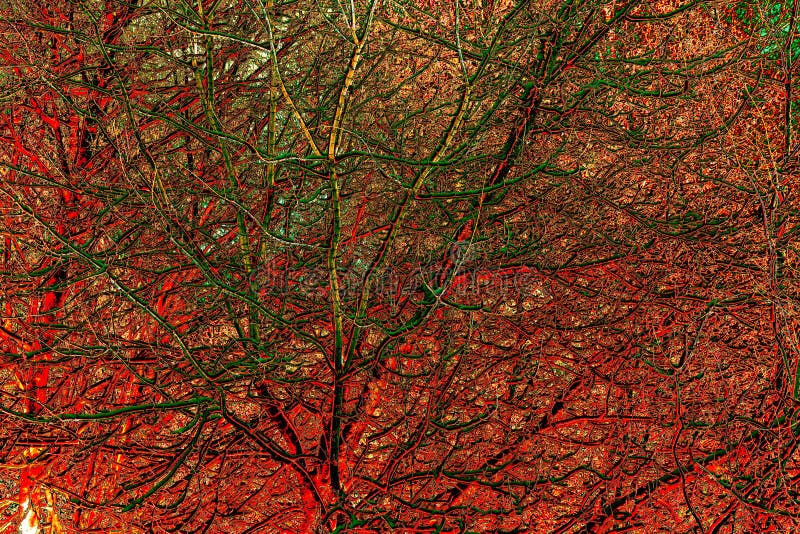 Bare Branches of Bushes Covered with First Snow, Changed Color Scheme ...