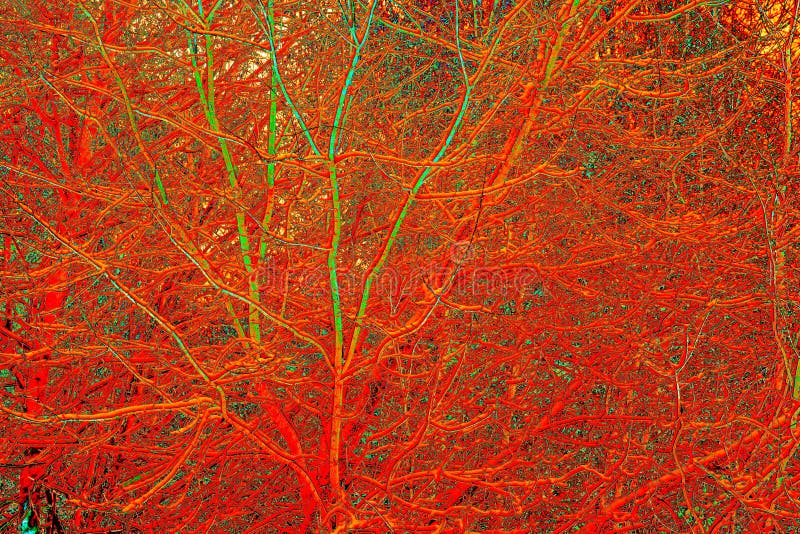 Bare Branches of Bushes Covered with First Snow, Changed Color Scheme ...