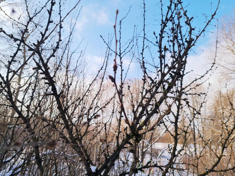 Bare Branches of Bushes in Winter Stock Image - Image of forest, season ...