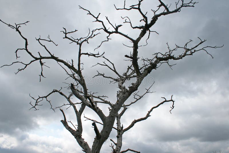 GREY BRANCHES of DRY TREE AGAINST a CLOUDY SKY Stock Image - Image of ...