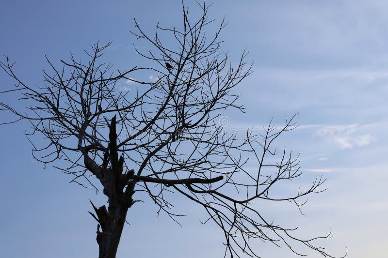 Bare Branches of Dead Tree Background Blue Sky Stock Image - Image of ...