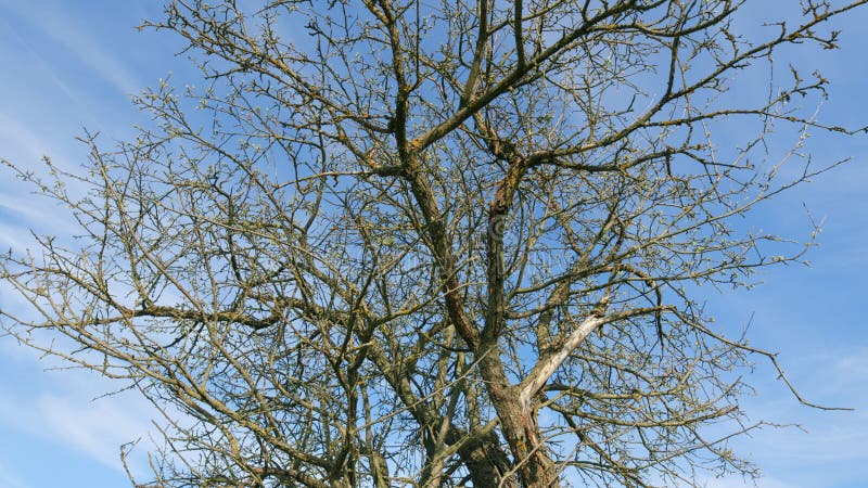 Bare Branches of Dead Tree Background Blue Sky. Nature Landscape Spring ...