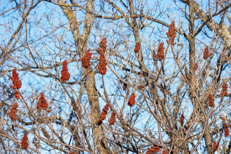 Colorful Clusters on the Tree Branches in Early Spring Stock Image ...