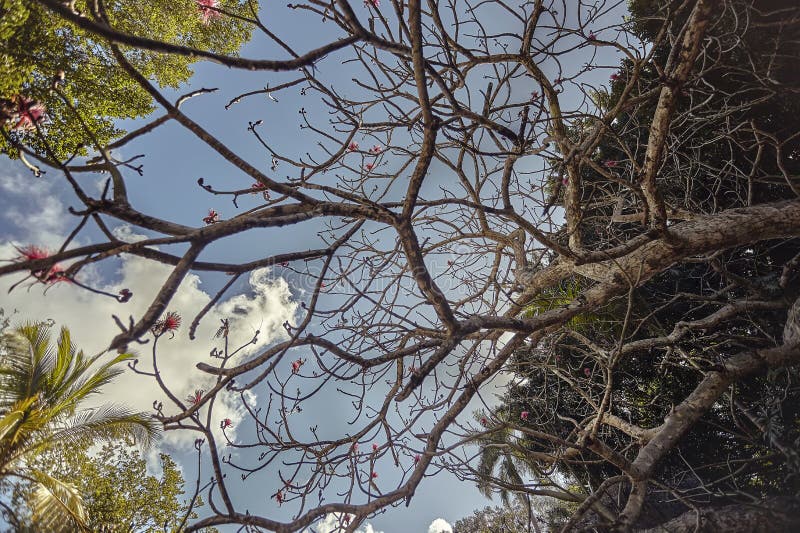 Bare branches stock image. Image of leaves, branch, foliage - 254171923