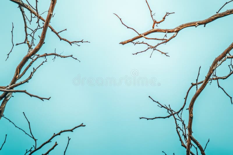 Bare Branches Frame a Pale Blue Sky Stock Illustration - Illustration ...