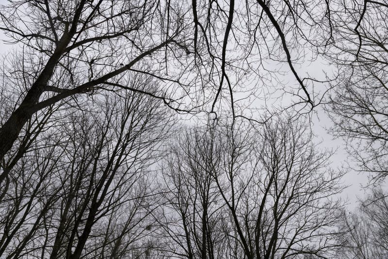 Bare Branches of Maples in the Winter Season in the Park Stock Image ...