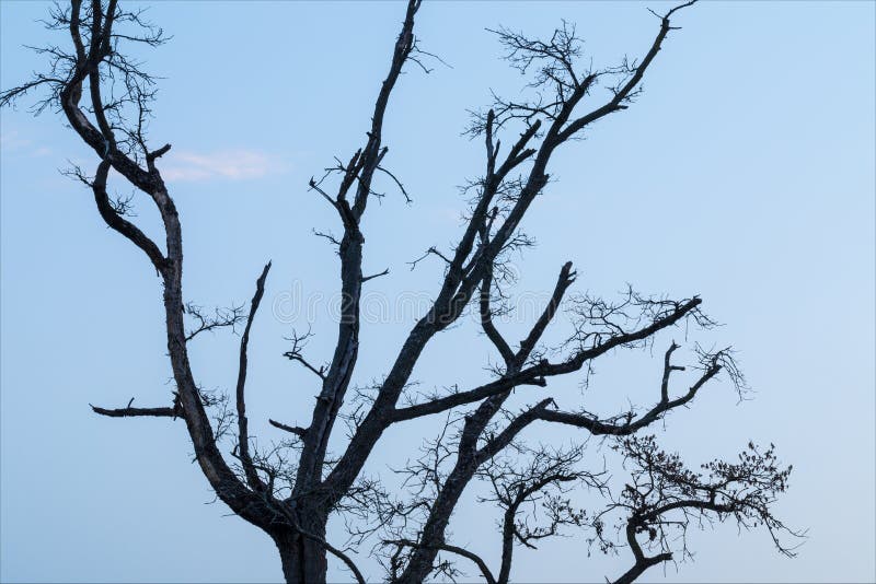 Leafless Branches of Old Oak Over Clear Blue Sky. Stock Photo - Image ...