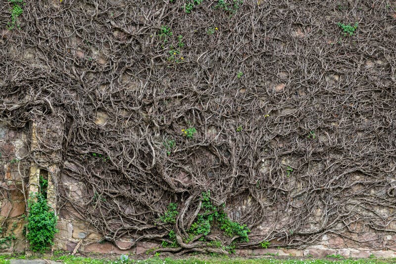 Bare Creeper Plant on the Stone Wall Stock Image - Image of twisted ...