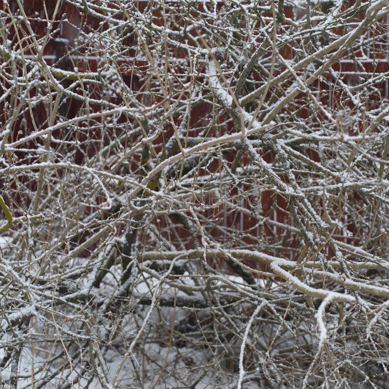 Messy Bare Branches in a Windy Day Stock Image - Image of chaotic ...