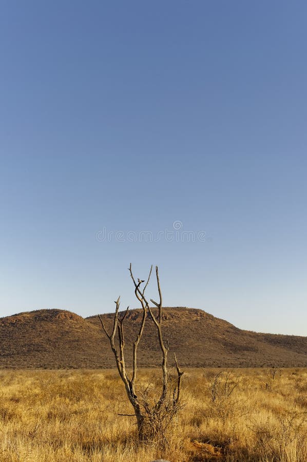 The Bare Branches of a Solitary Dead Tree on the African Plains ...