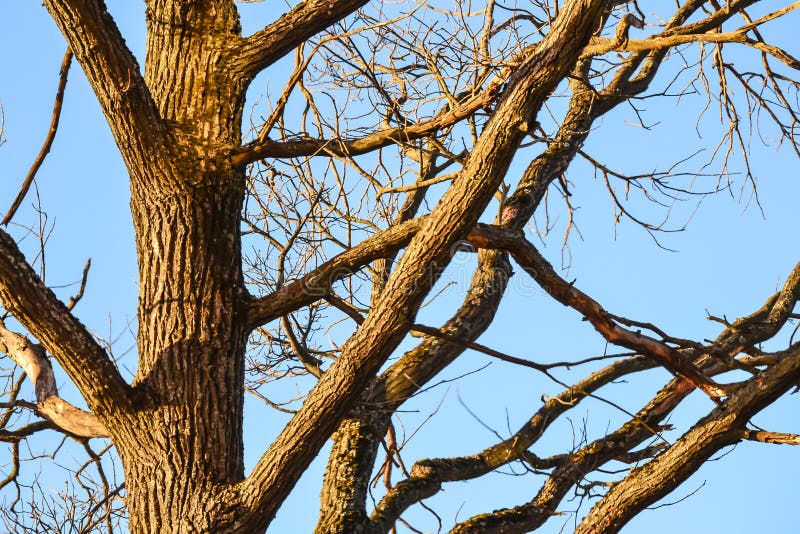Bare Branches of a Tree. Branches without Leaves Against the Blue Sky ...