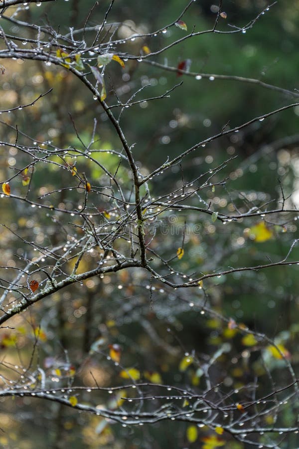 The Bare Branches of a Tree Covered in Rain Drops Stock Photo - Image ...