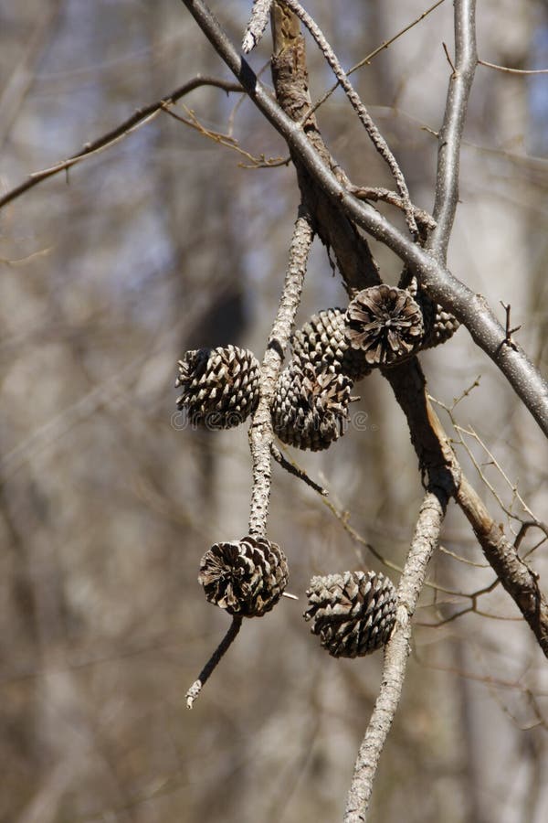 Open Pine Roots on Sandy Soil. Stock Photo - Image of open, wood: 223905334