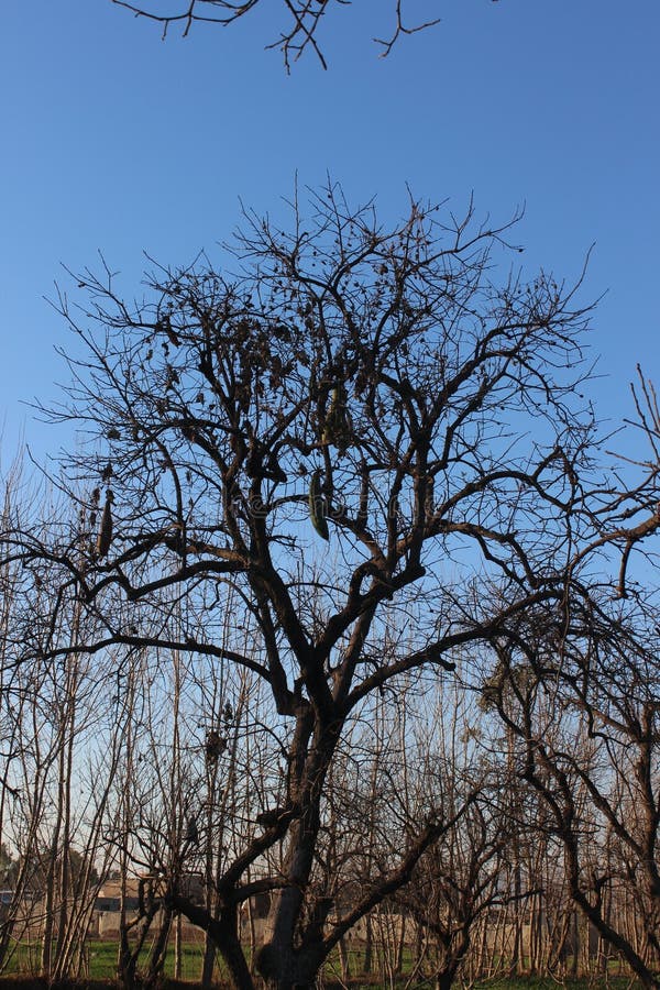 Bare Branches of a Tree Stretch Across a Clear Blue Sky. Stock Image ...