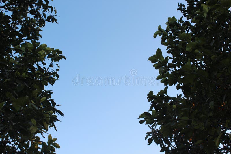 Bare Branches of a Tree Stretch Across a Clear Blue Sky. Stock Image ...