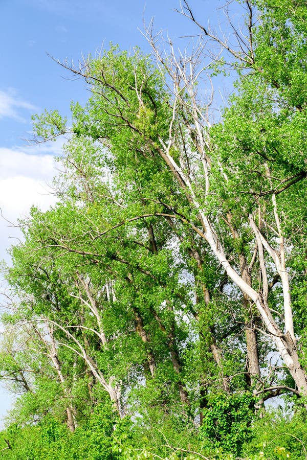 The Bare Branches of the Tree Stretch Towards the Blue Sky. Stock Photo ...