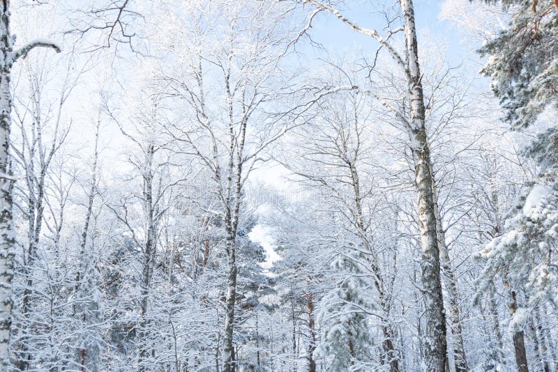 Bare Branches of Trees without Leaves. Snow and Frost on Bushes in ...