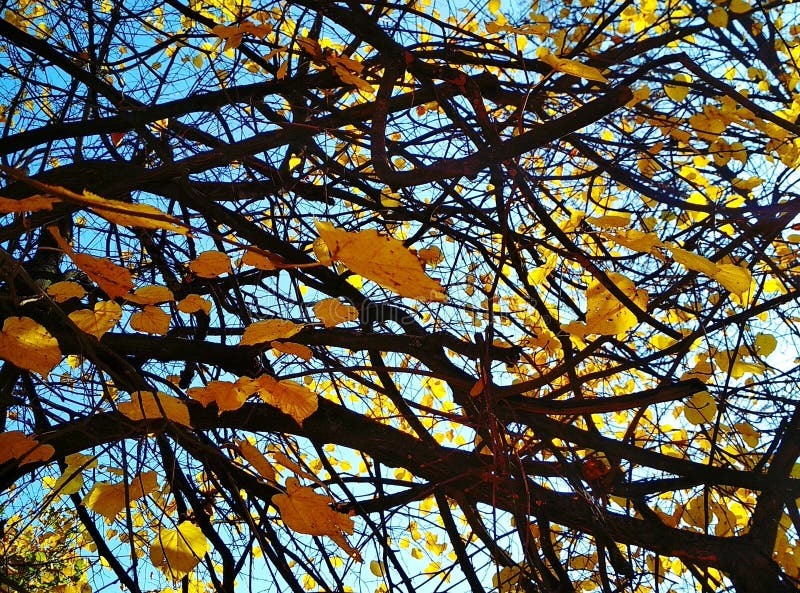 Almost bare branches stock photo. Image of natural, backgrounds - 103707146