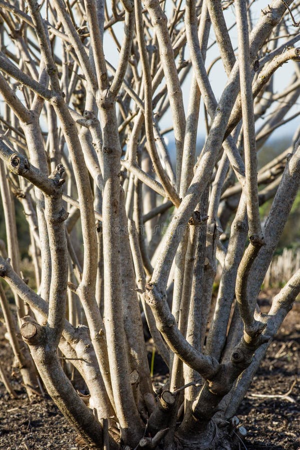 Bare Branches in Winter with Intertwined Stems Stock Image - Image of ...
