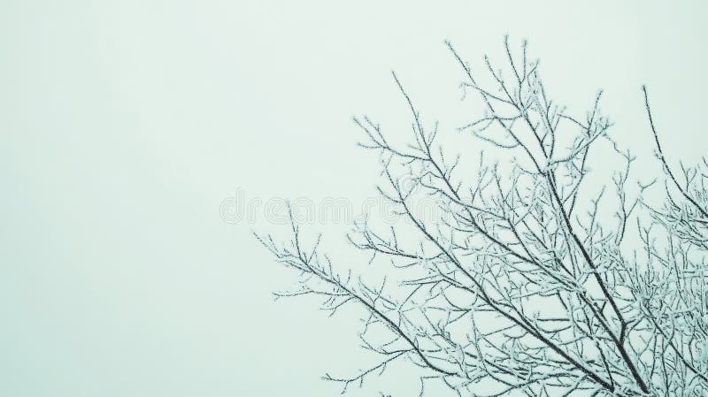 The Bare Branches of Winter Trees Stretch Out Elegantly Against the ...