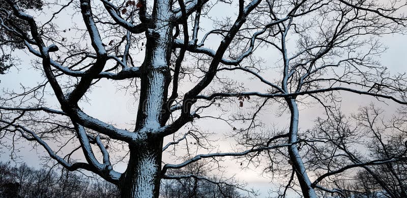 Bare Branchy Winter Tree with Snow on the Trunk, Bottom View, Cloudy ...