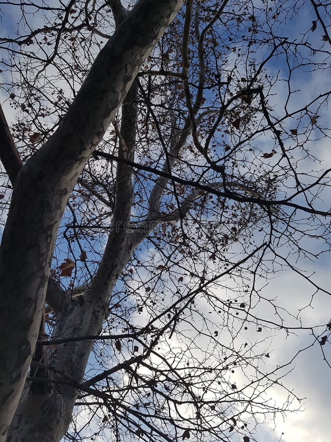 Bare Brown Tree Branches Against a Cold Blue Sky Stock Image - Image of ...