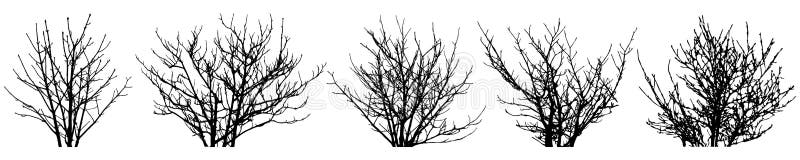 Bare Bush, Set of Silhouettes. Vector Illustration Stock Vector ...