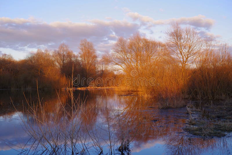 Bare Bushes and Trees Illuminated by the Bright Setting Sun are ...