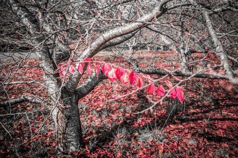Bare Cherry Tree in Autumn with only One Branch with Red Leaves. Stock ...