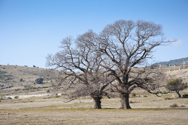 Bare Chestnut Trees in Winter Stock Photo - Image of spain, clear: 24087900
