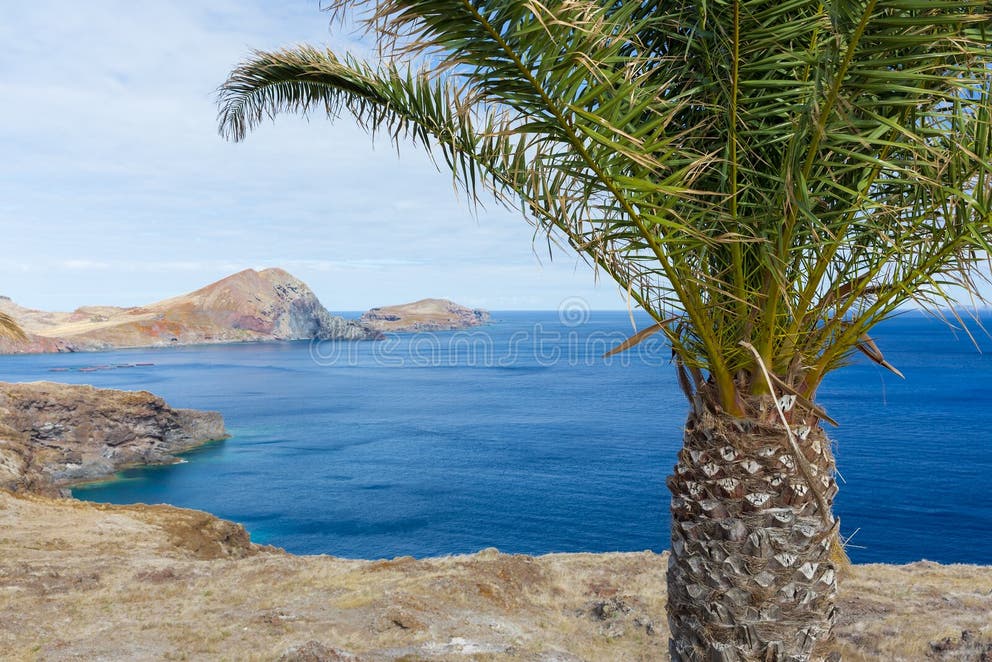 Bare Coast of Madeira Island with Single Palm Tree Stock Image - Image ...