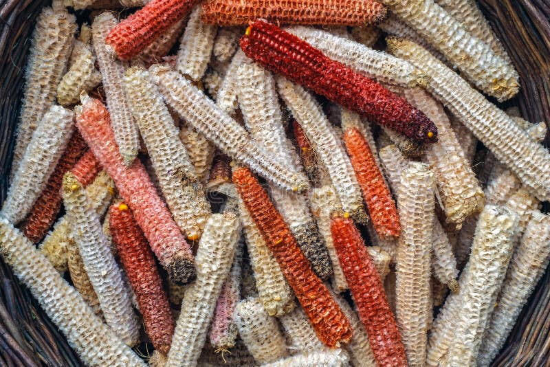 Bare Corn Cobs in the Wicker Basket Stock Photo - Image of cattle ...