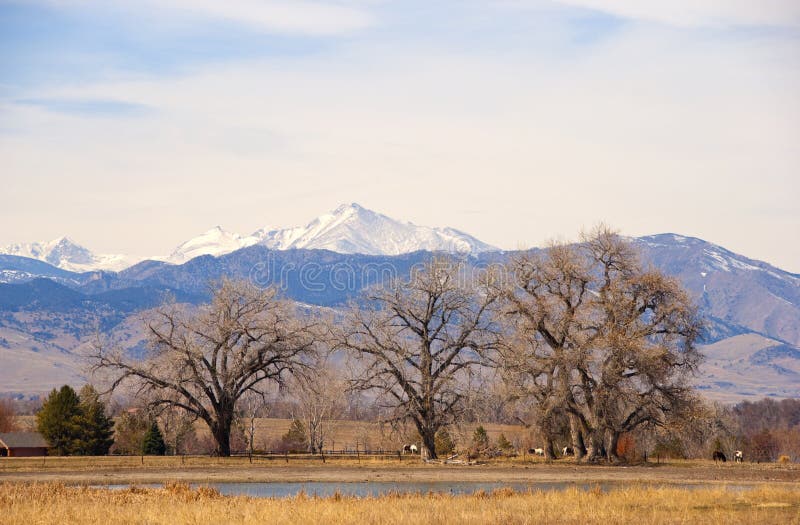 Bare Cottonwood Trees on the Colorado Prairie Stock Photo - Image of ...