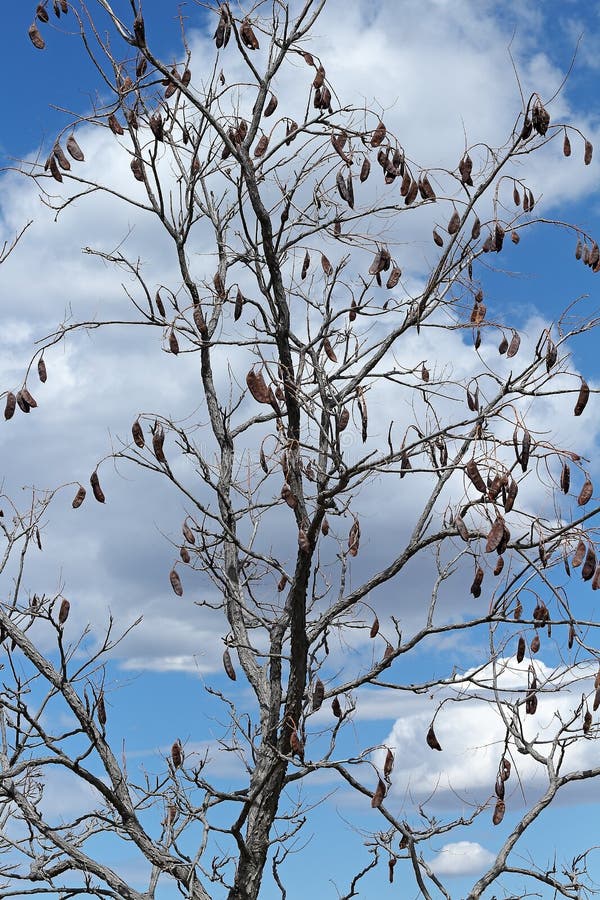 Bare Crown of the Deciduous Tree with Sky and Clouds As a Background ...
