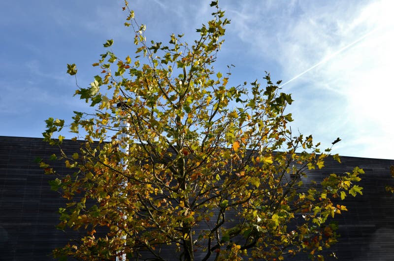 Bare Crown of a Tree in Autumn. Branches and Remaining Leaves are ...
