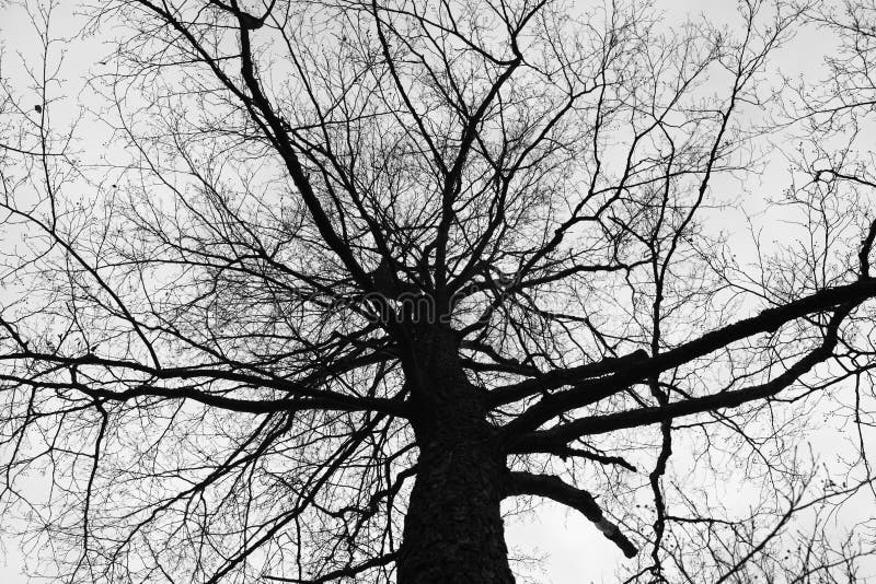 Bare crown tree overhead stock image. Image of dark - 103840497