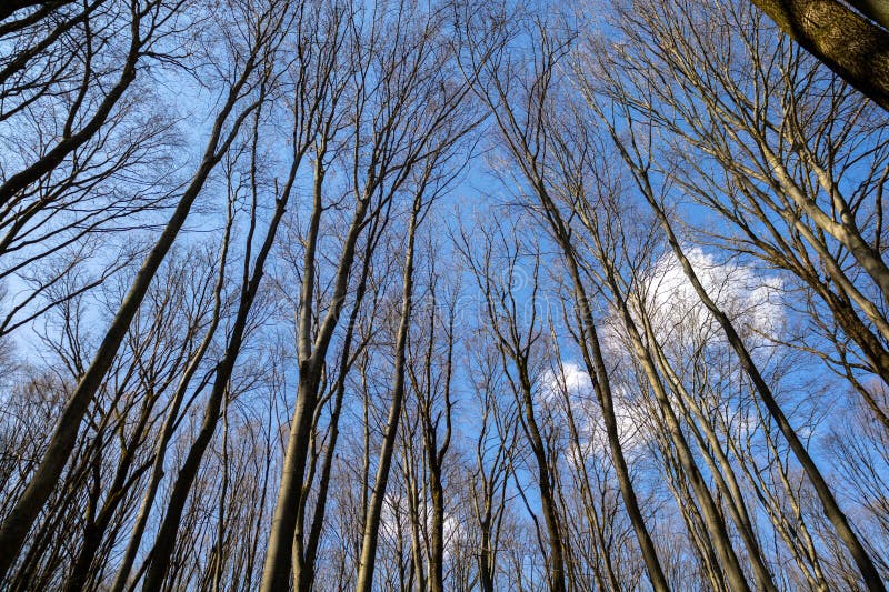 Bare Crown Trees in Forest, Springtime Landscape Stock Photo - Image of ...