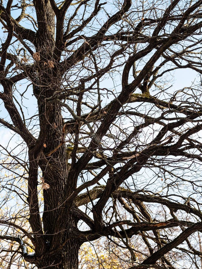 Bare Dark Oak Tree in Forest in Autumn Stock Photo - Image of bare ...